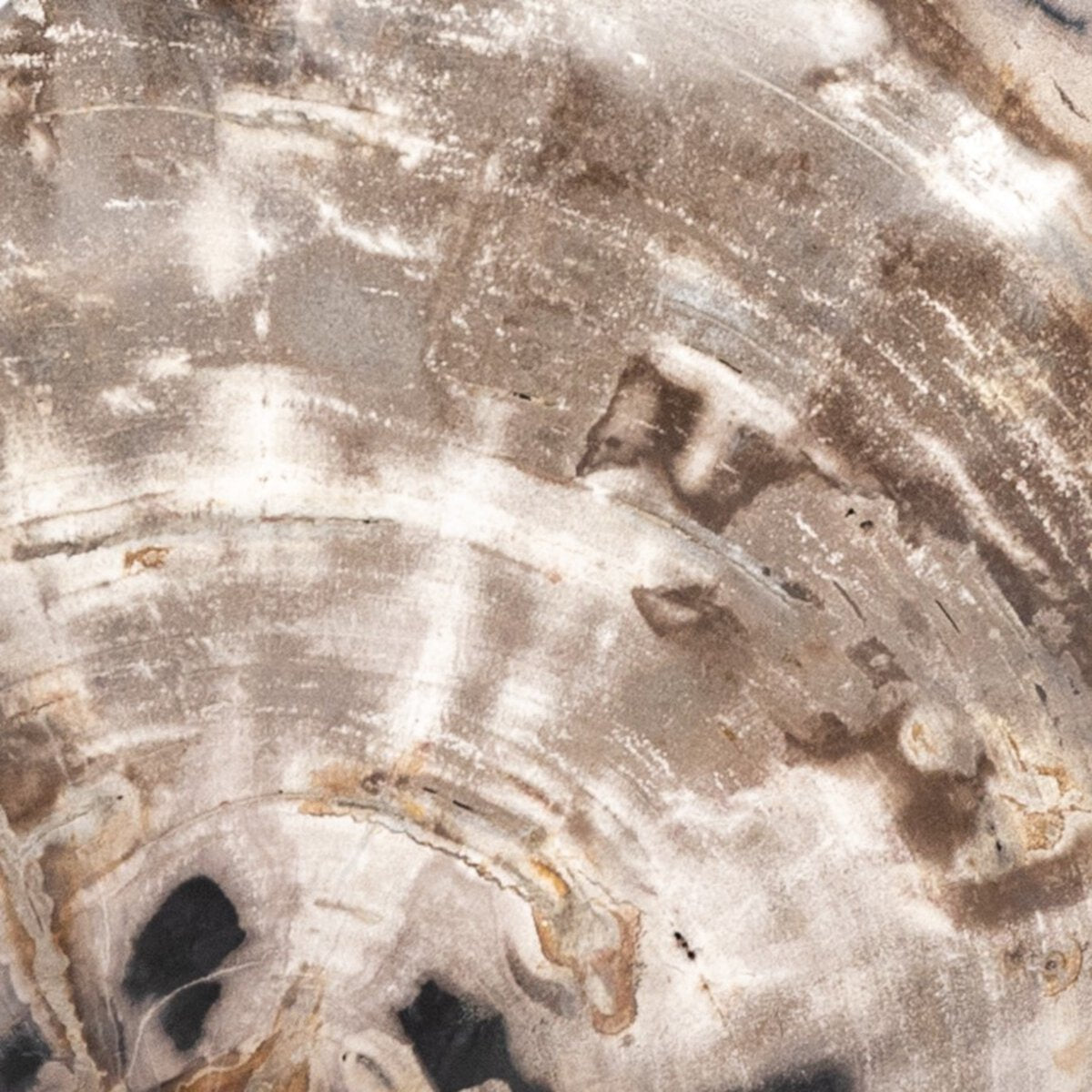 Petrified Wood Organic Sculpture – Maker & Moss